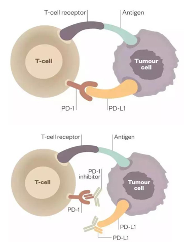 深圳市人民医院门户网站